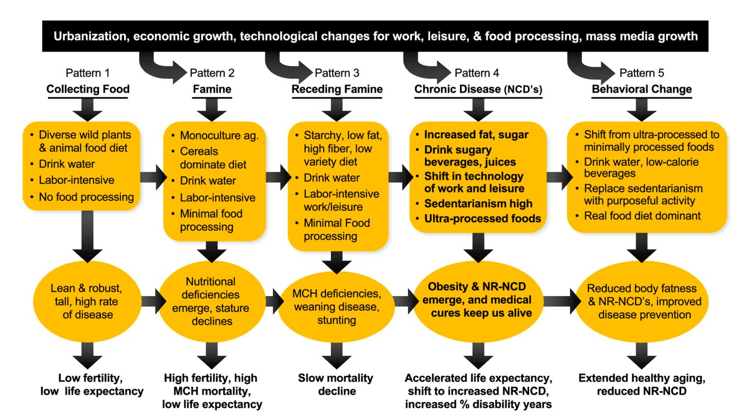 Stages of the Nutrition Transition - Global Food Research Program